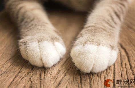 猫咪母鸡蹲一定是不舒服吗 如何判断 唯宠网