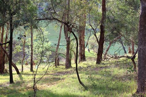 Cassington Wood Open Gardens Victoria