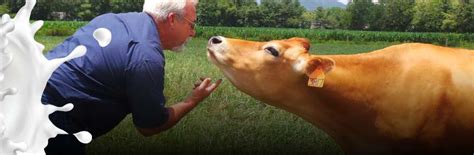 How Many Liters Of Milk Does A Cow Give Per Year Milkingcloud