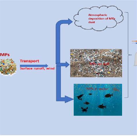 Impact Of Microplastics On Aquatic Organisms Fig 3 Impact Of