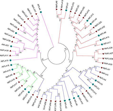 Unrooted Phylogenetic Tree Representing Relationships Among Fla Download Scientific Diagram