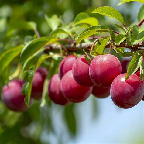 Buy Japanese Plum Plum Lizzie
