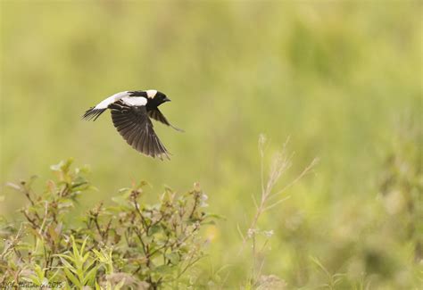 Bobolink Habitat Bobolink Habitat
