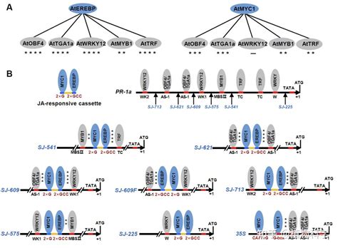 Plant Com 西南大学裴炎团队开发水杨酸与茉莉酸双响应启动子以提升植物广谱抗病性 知乎