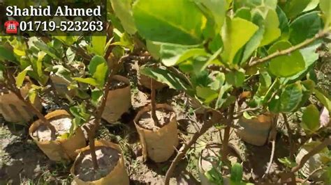 বিভিন্ন জাতের লেবুর চারা পাইকারি বিক্রি হয় কলেম্ব লেবু জারা লেবু