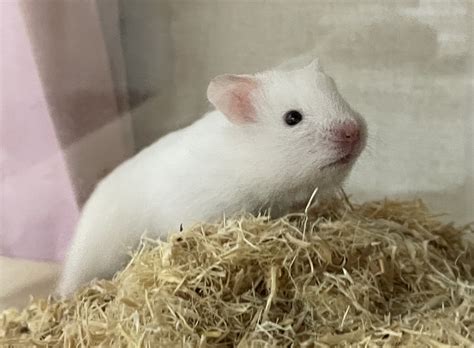 골든햄스터 올 화이트 아가의 가족이 되어주실분 찾습니다 강아지무료분양 유기견보호센터