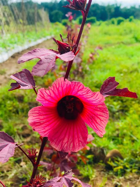 Wefarm Get To Know Your Labog 💚 Labog Is Known As