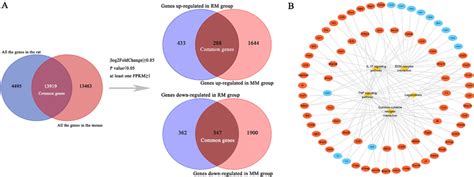 Common Gene And Pathway Analysis A Flowchart Of Screening Common