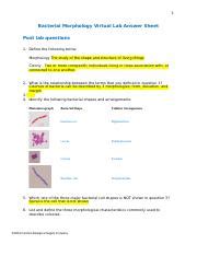 Exploring Bacterial Morphology Shapes Structures Course Hero