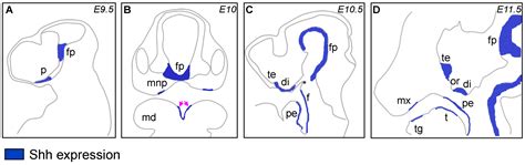 The Role Of Sonic Hedgehog In Craniofacial Patterning Morphogenesis And Cranial Neural Crest