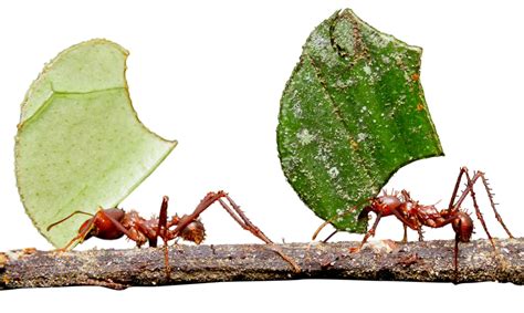 Leaf Cutter Ants Leaf Cutter Ants Facts DK Find Out