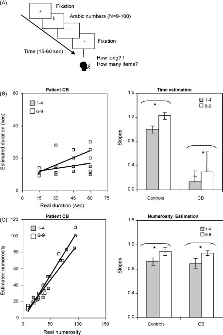 Task 3 Time And Numerosity Processing Tested Jointly A Design Of Download Scientific