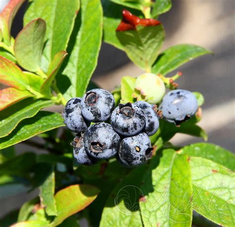 Голубика садовая (Vaccinium corymbosum `North Country`) - Голубика ...