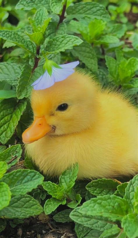 Just A Little Duckling With A Flower Hat 9gag