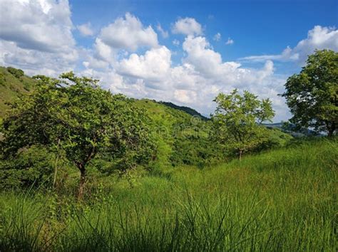 Green Nature Mountain Tree Grass Skies Weather Stock Image Image Of