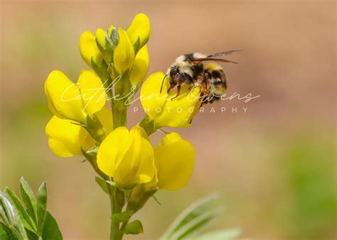 Bumblebee 01 Clo Consulting