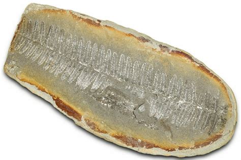 5 Fossil Fern Pecopteris Nodule Pos Neg Mazon Creek 325817 For Sale