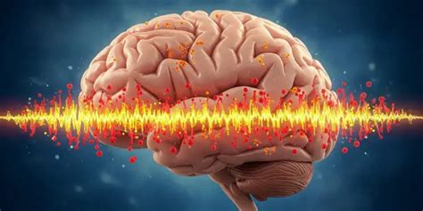 Neocortex Vs Cerebral Cortex The Differences And Functions