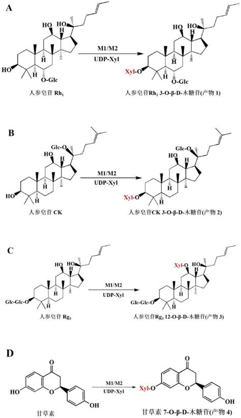 糖基转移酶bs Yjic突变体及其应用