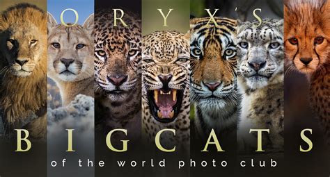 Big Cats Of The World Photo Club Oryx Photo Tours