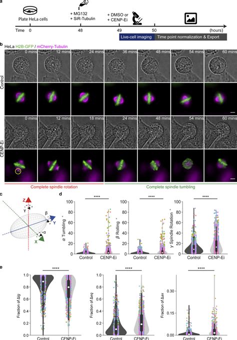 Cenp Ei Promotes Rotational Movements In 3d A Experimental Regime Download Scientific