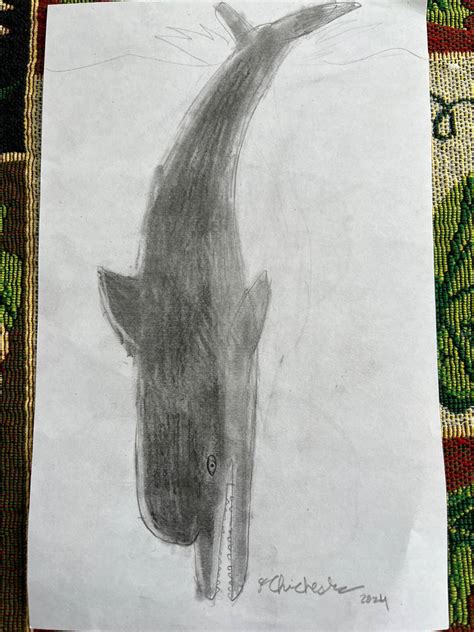 Z Is For Zygophyseter By Chichesterraptor99 On Deviantart