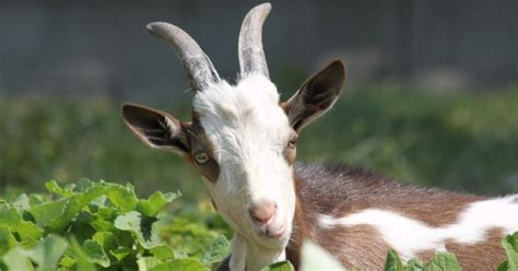 Order Up Goat Taxonomy Quiz By Sparkblip