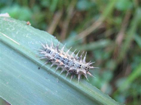 Stinging Nettle Caterpillar Maui Invasive Species Committee Misc
