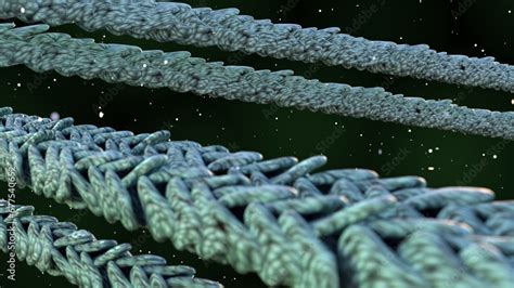 The Actin Cytoskeleton Is Essential For Maintaining The Shape And