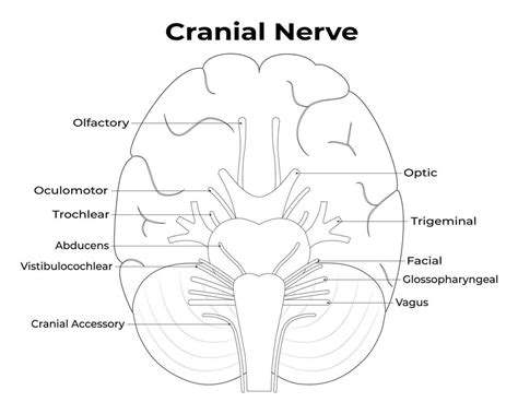 Cranial Nerves Labeled Diagram Pin On The Spirit Of Nursing
