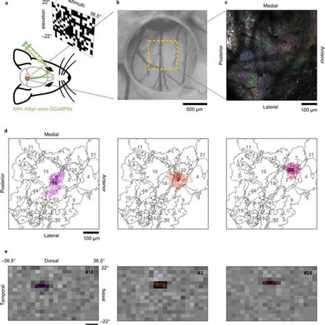 Data Driven Model Prediction On The Precision Of Retinal Ganglion Cell Download Scientific