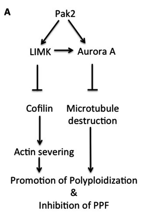 8 Model Depicting Pak2 Regulation Of Megakaryocyte Polyploidization