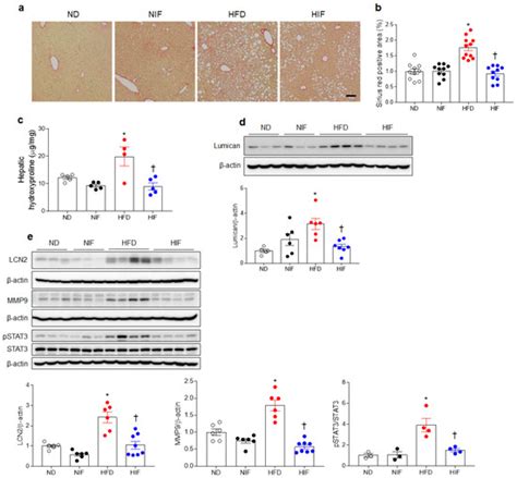 Nutrients Free Full Text Intermittent Fasting Attenuates Metabolic Dysfunction Associated
