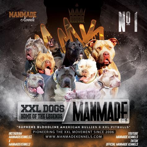 Pitbull Puppies For Sale Manmade Kennels Xl Pitbulls