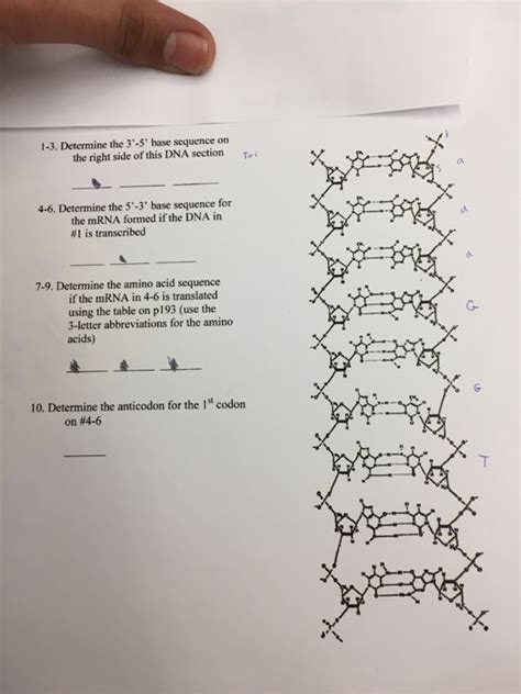 Solved Determine The Base Sequence On The Right Chegg Com