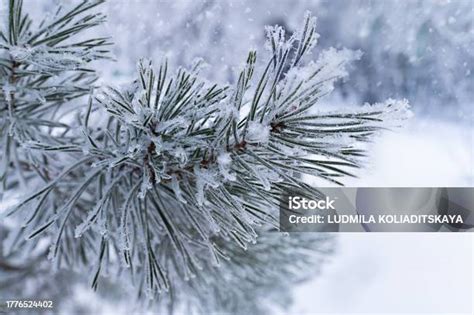서리가 내린 가문비 나무 Branches야외 서리 장면 눈 겨울 배경입니다 자연 숲 빛 풍경입니다 아름 다운 나무와 일출 하늘입니다 맑음 눈 경치 강설량 0명에 대한 스톡