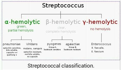 Streptococcus Classification Medical Laboratory Science Student Streptococcus Classification Medical Laboratory Science Student