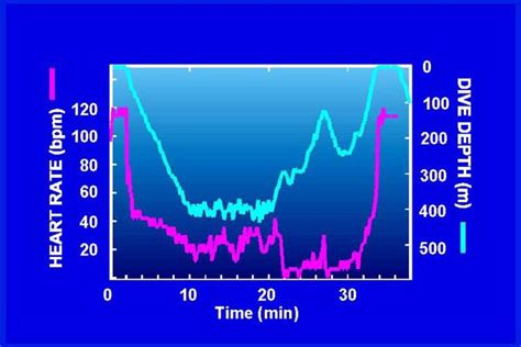 Diving Questions Marine Bio