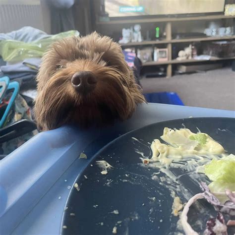 Tilly Cockapoo Purina Uk