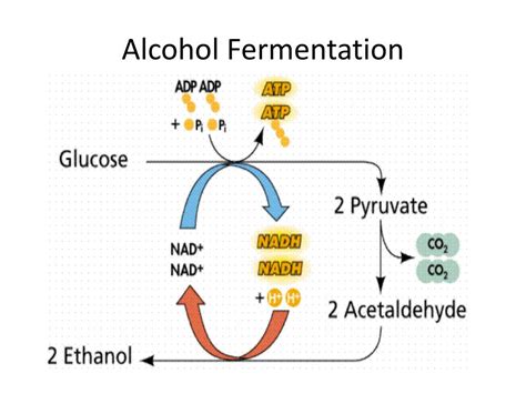 Ppt Chapter 8 Section 3 Cellular Respiration Powerpoint