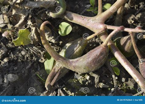 Planta Dulce Unicornio Foto De Archivo Imagen De Hoja 261976364