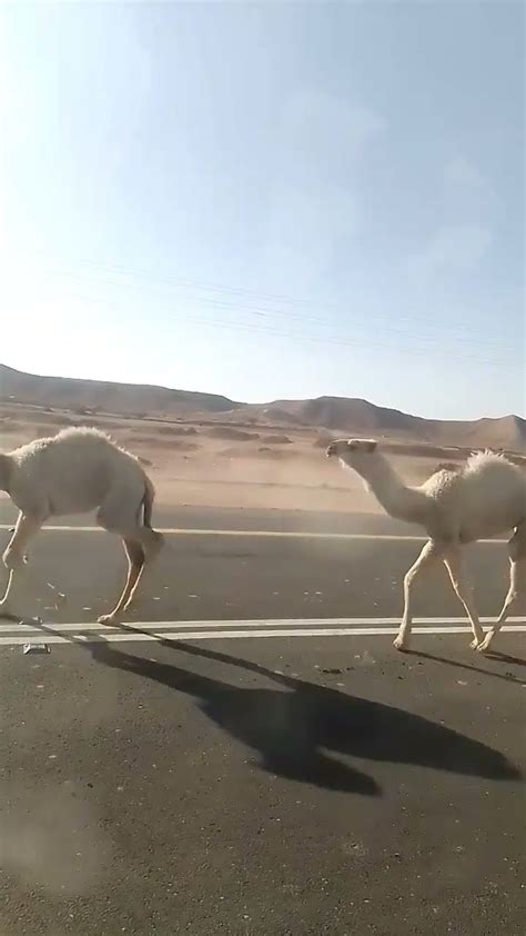 মরুর বউকে কিভাবে উট পানি পান না করে থাকতে পারে করে ভিডিও দেখলে বুঝতে পারবেন Youtube