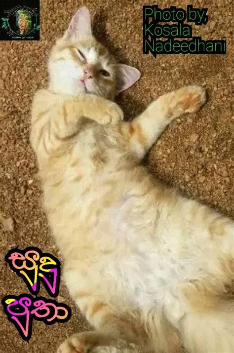 ආදරණීය පූස් යාළුවෝ අසරන සතුන්ට පිහිටවීම සදහා ඇරබූ අපගේ මෙම සමූහයේ ක්‍රියාක