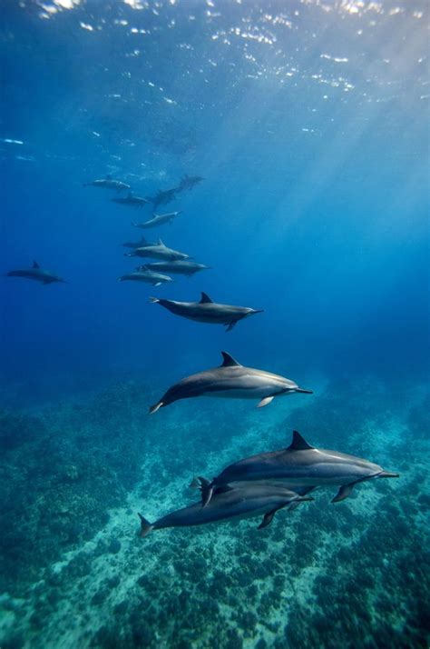 Spinner Dolphins Kona Hawaii By James Scott Dolphins Ocean Life