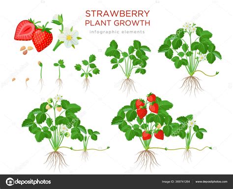 성장하는 딸기 식물 단계