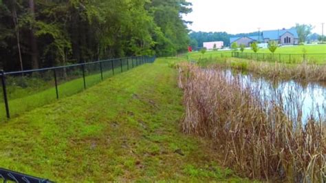 Controlling Cattails In Ponds