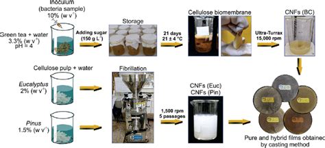 Flowchart For Obtainment Of Cellulose Nanofibrils Cnfs From Bacterial Download Scientific