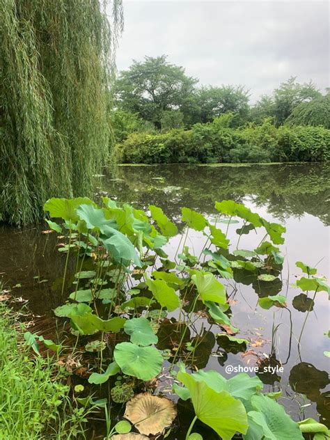 물에서 피는 연꽃 개화시기 특징 꽃말 수련과 차이점 네이버 블로그