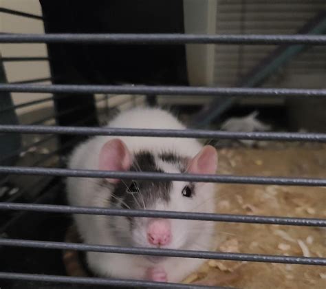 A Very Nice Rattie R Rats