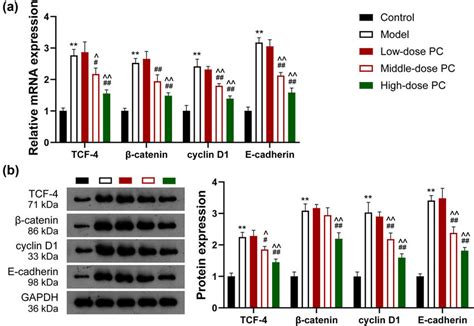 Pc Inhibits The Activation Of Wnt β Catenin Signaling Pathway In Download Scientific Diagram
